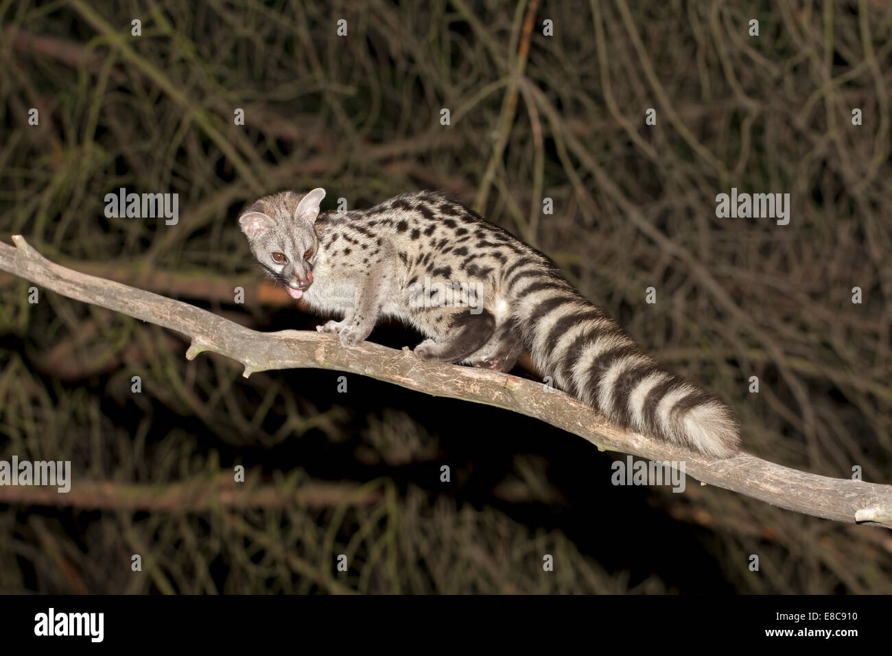 Genette commune Banque de photographies et d’images à haute résolution ...