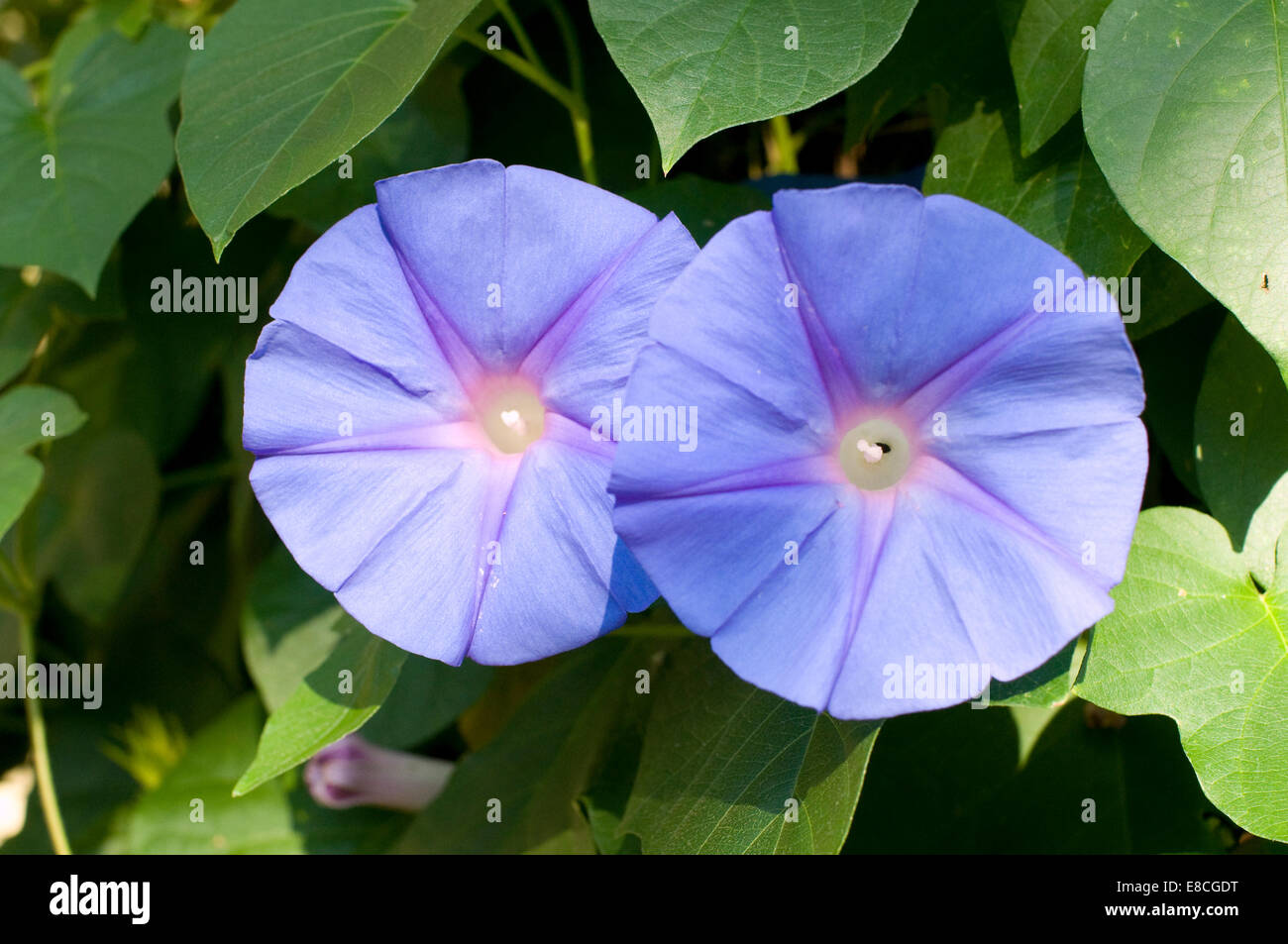 Le liseron des champs Convolvulus arvensis (liseron des champs) dans la ...