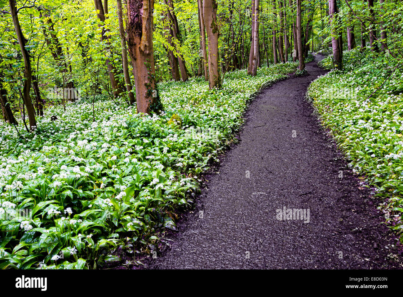 Chemin unique Banque de photographies et d’images à haute résolution ...