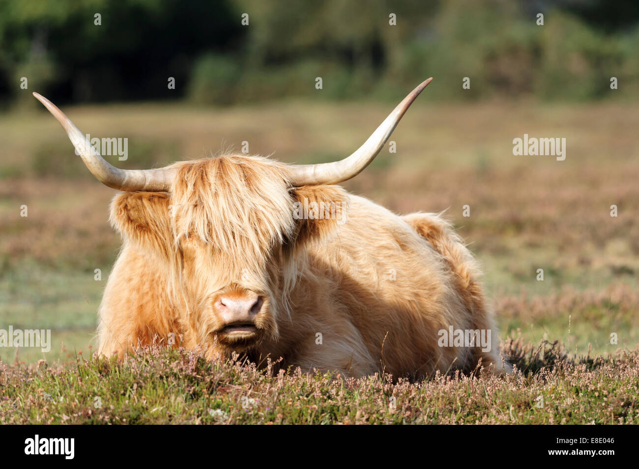 Race de vache highland avec pelage hirsute poilu Banque de ...