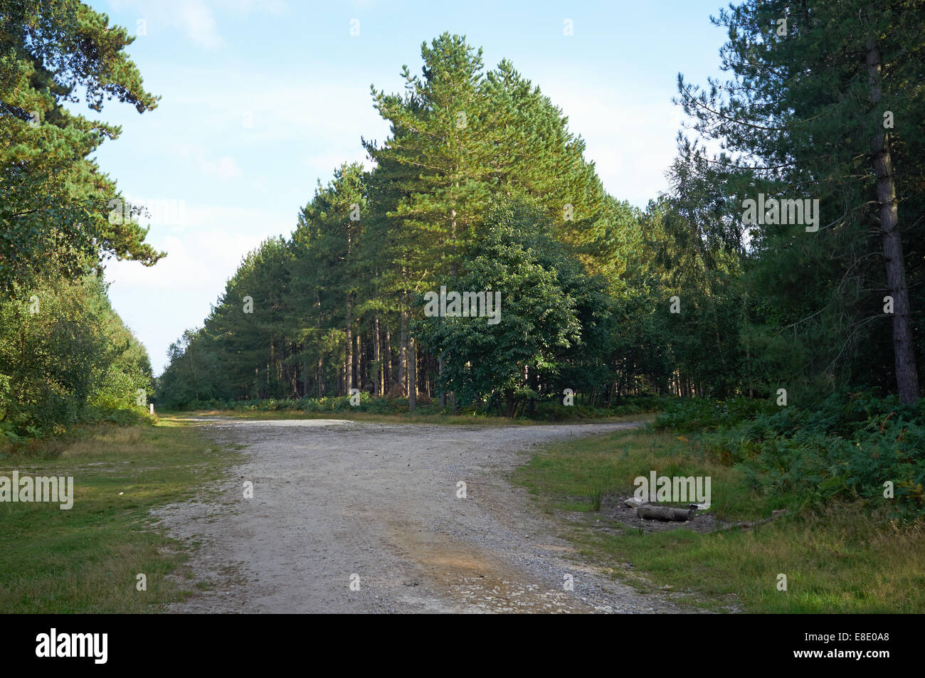 Forêt de rendlesham Banque de photographies et d’images à haute ...