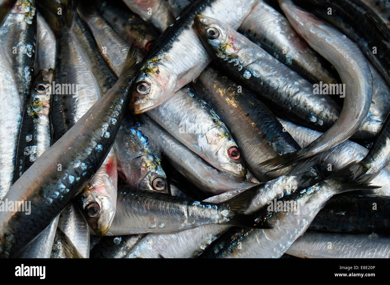Poissonnerie francaise Banque de photographies et d’images à haute ...