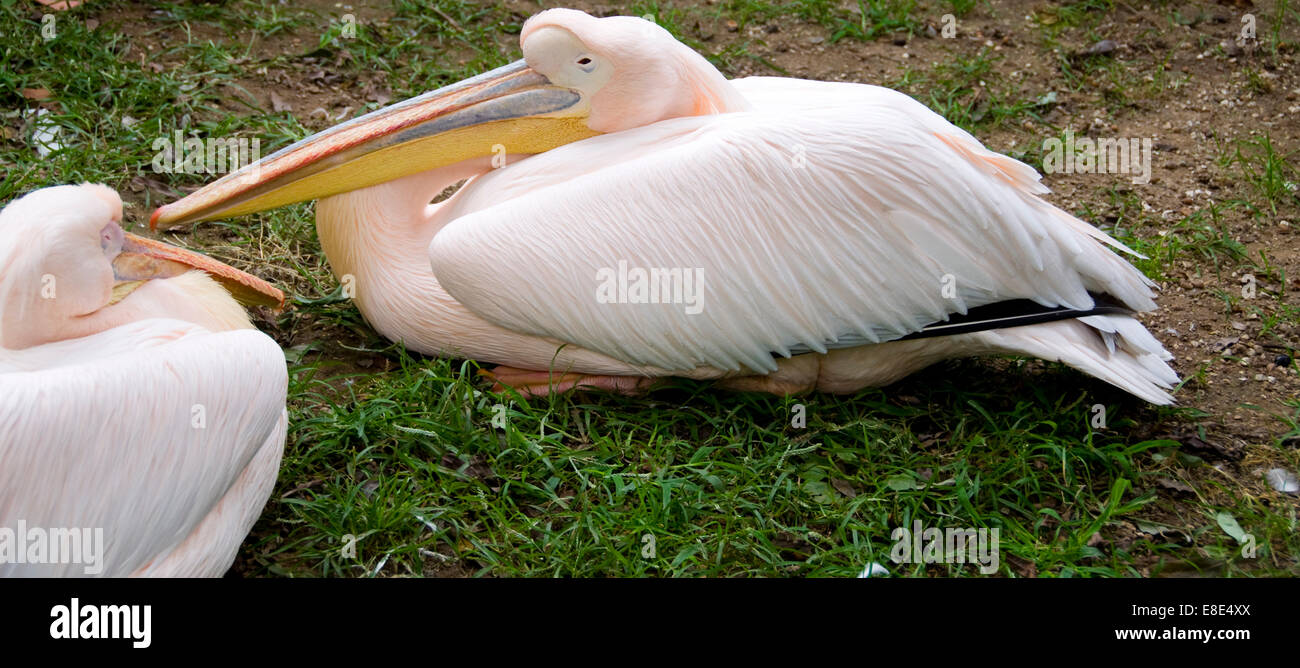 Bec rose Banque de photographies et d’images à haute résolution - Alamy