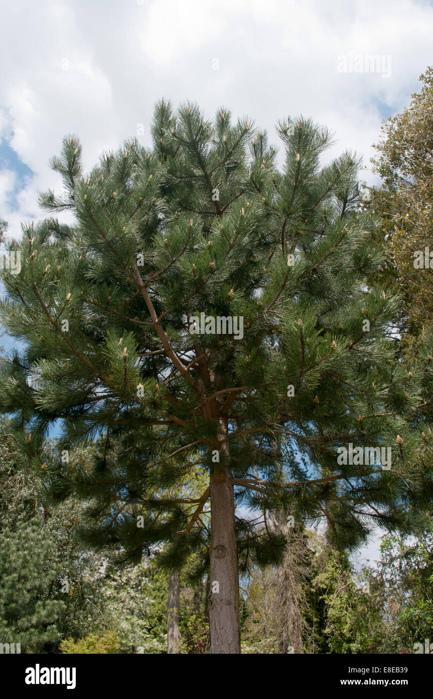 Pinus nigra Banque de photographies et d’images à haute résolution - Alamy