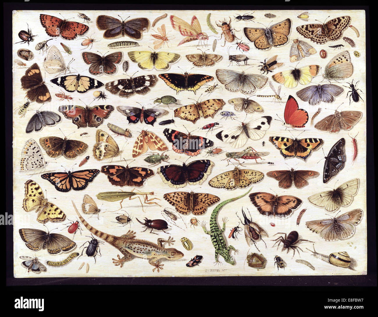 Jan van kessel birds Banque de photographies et d’images à haute ...