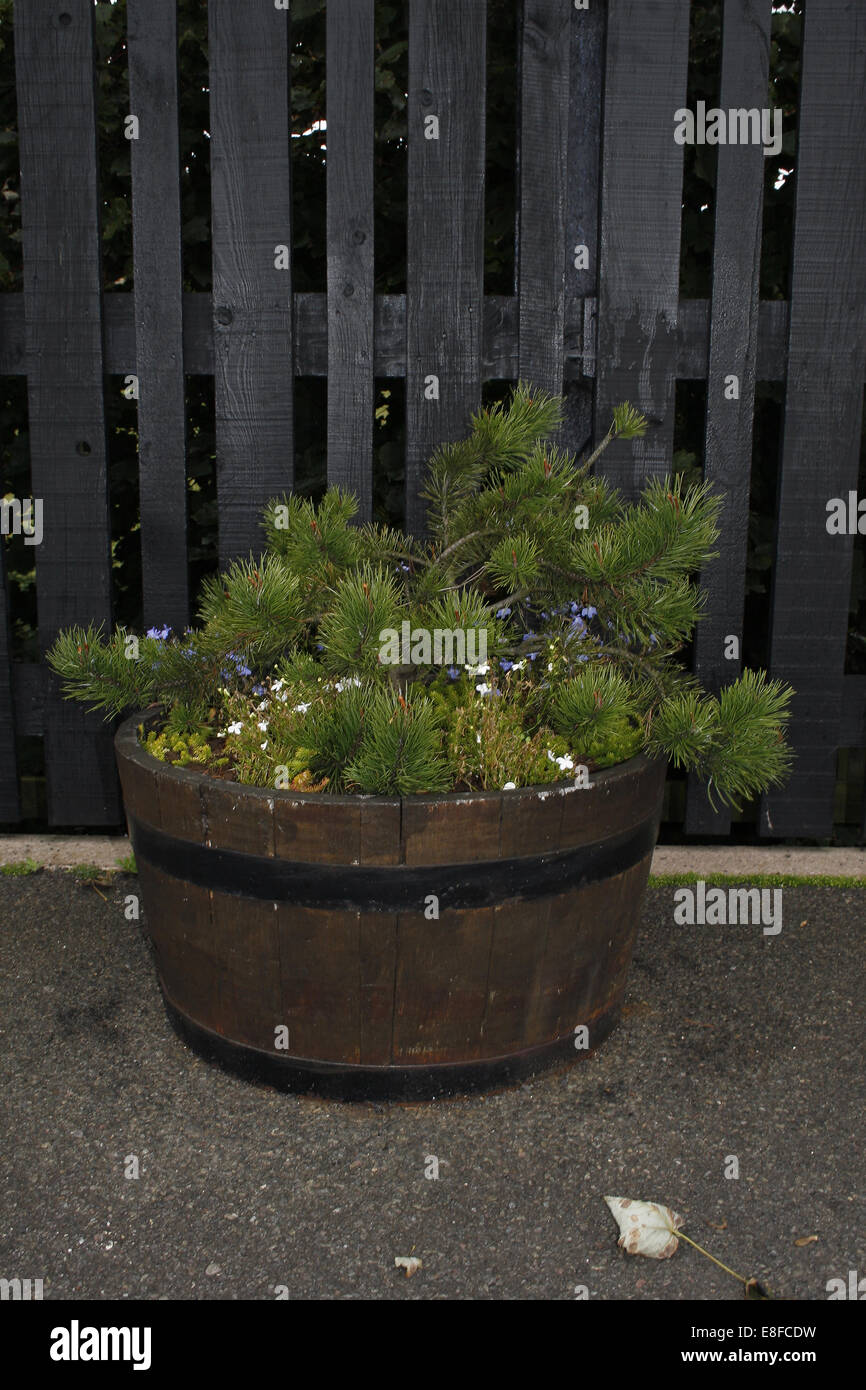 Pin en pot Banque de photographies et d’images à haute résolution - Alamy