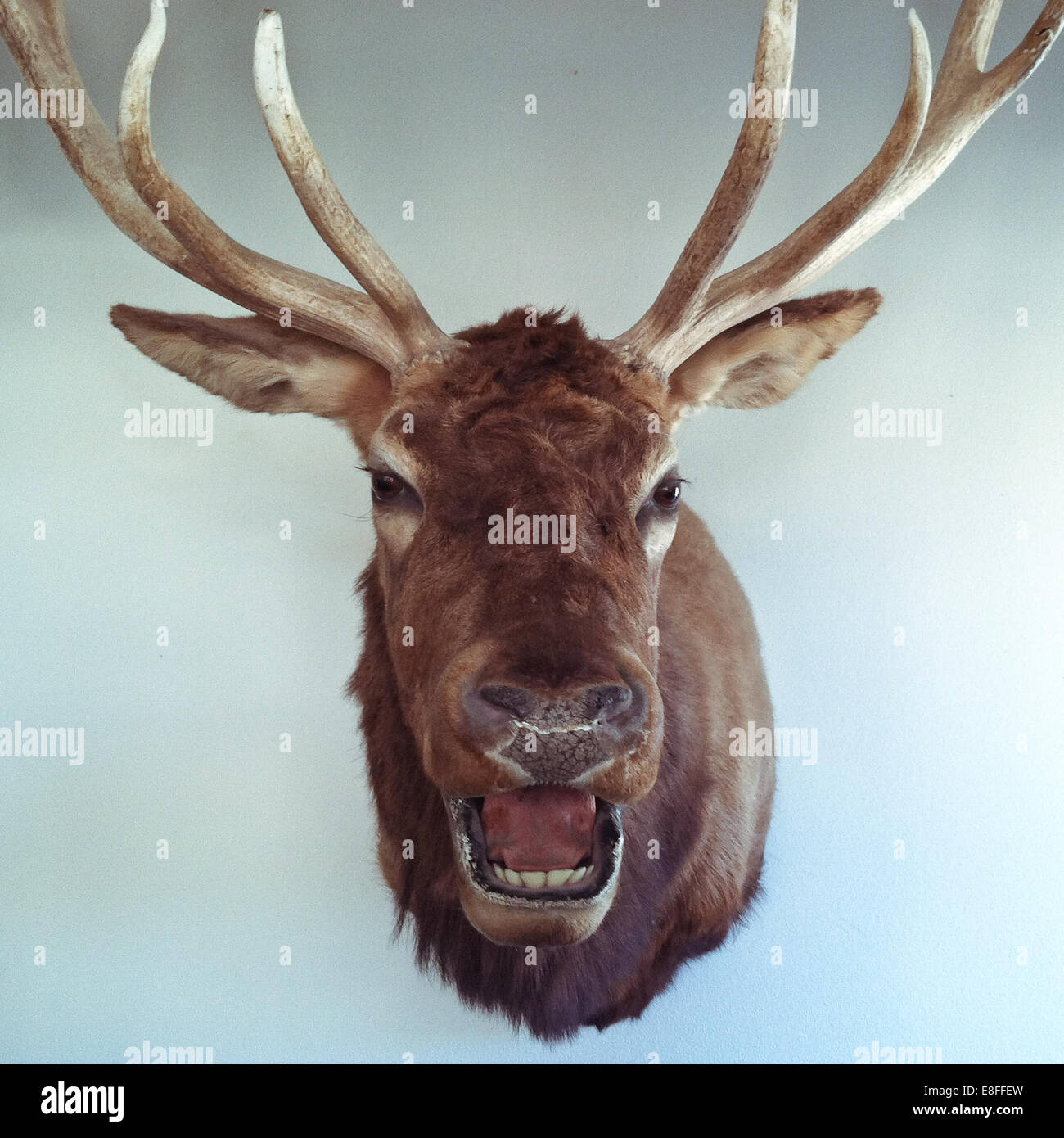 Tête de cerf monté sur un mur Photo Stock - Alamy