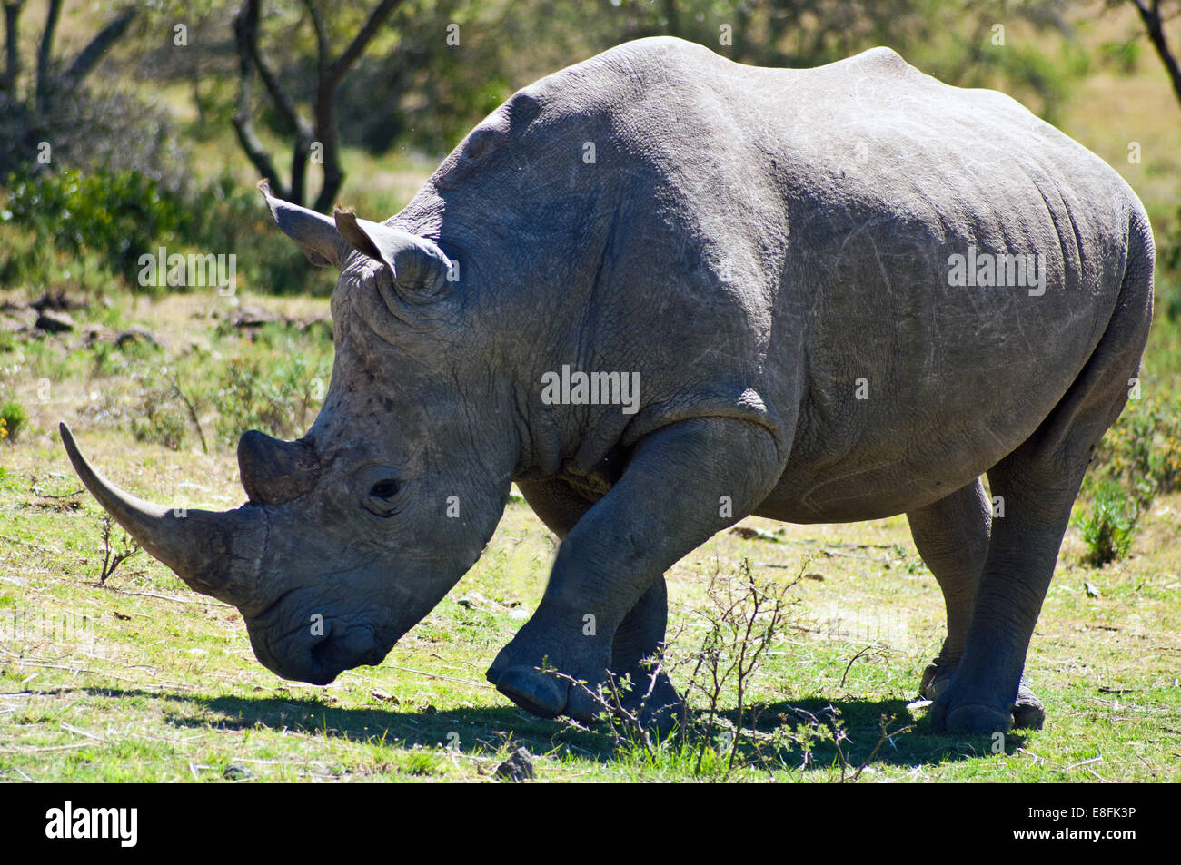 African rhinoceros Banque de photographies et d’images à haute ...