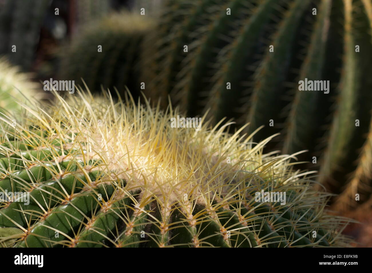 Gros plan de cactus Banque de photographies et d’images à haute ...