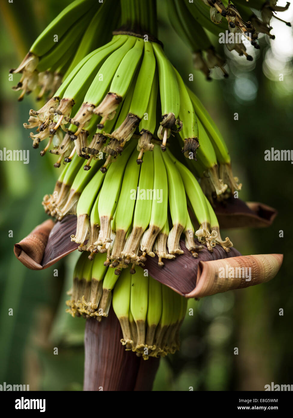 Bananes sauvages Banque de photographies et d’images à haute résolution ...