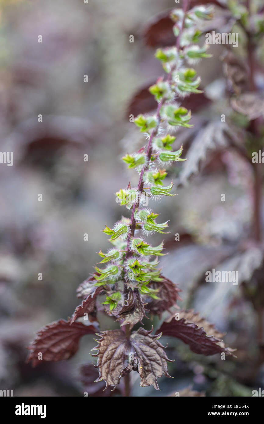 Salvia lyrata Banque de photographies et d’images à haute résolution ...