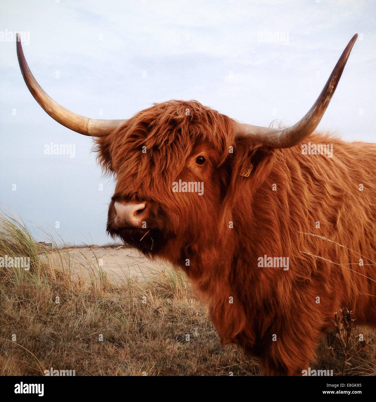 Vache highland Banque de photographies et d’images à haute résolution ...