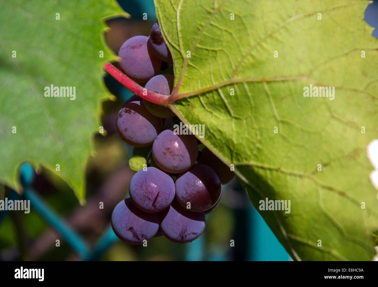 Raisin grappe Banque de photographies et d’images à haute résolution ...