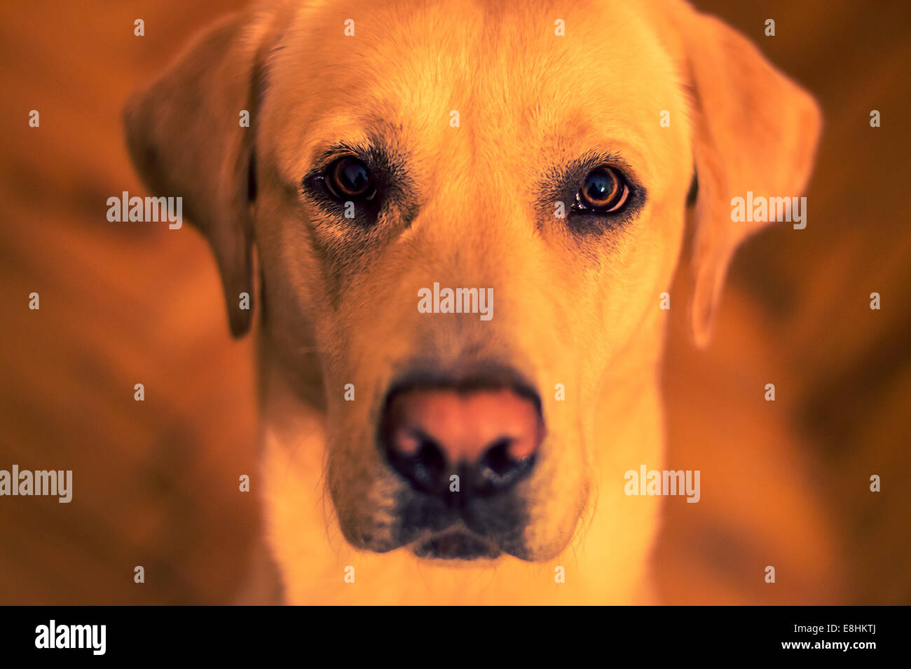 Yeux d'anges Banque de photographies et d’images à haute résolution - Alamy