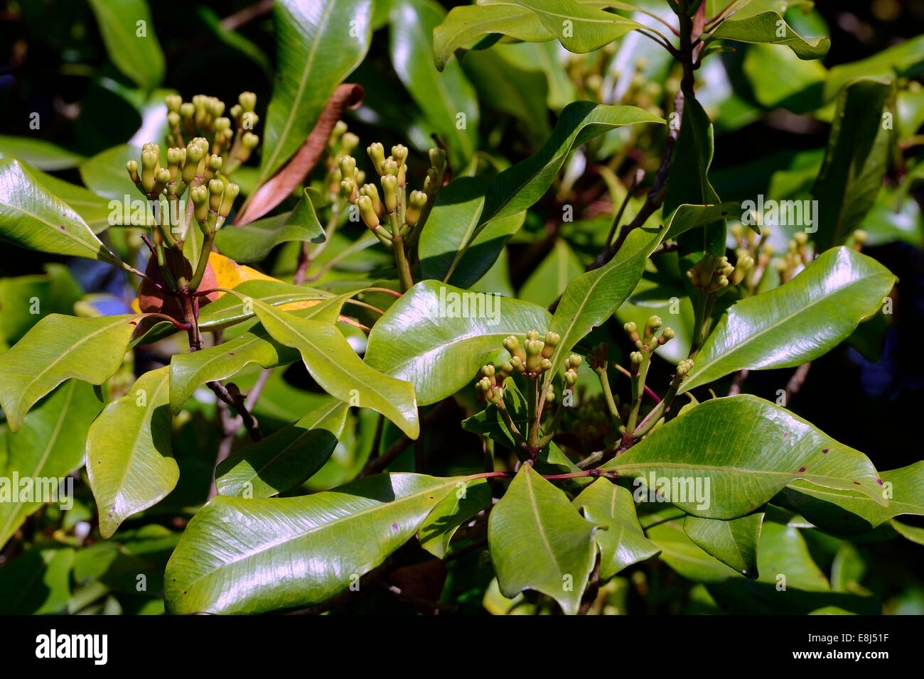 Clove plant Banque de photographies et d’images à haute résolution - Alamy