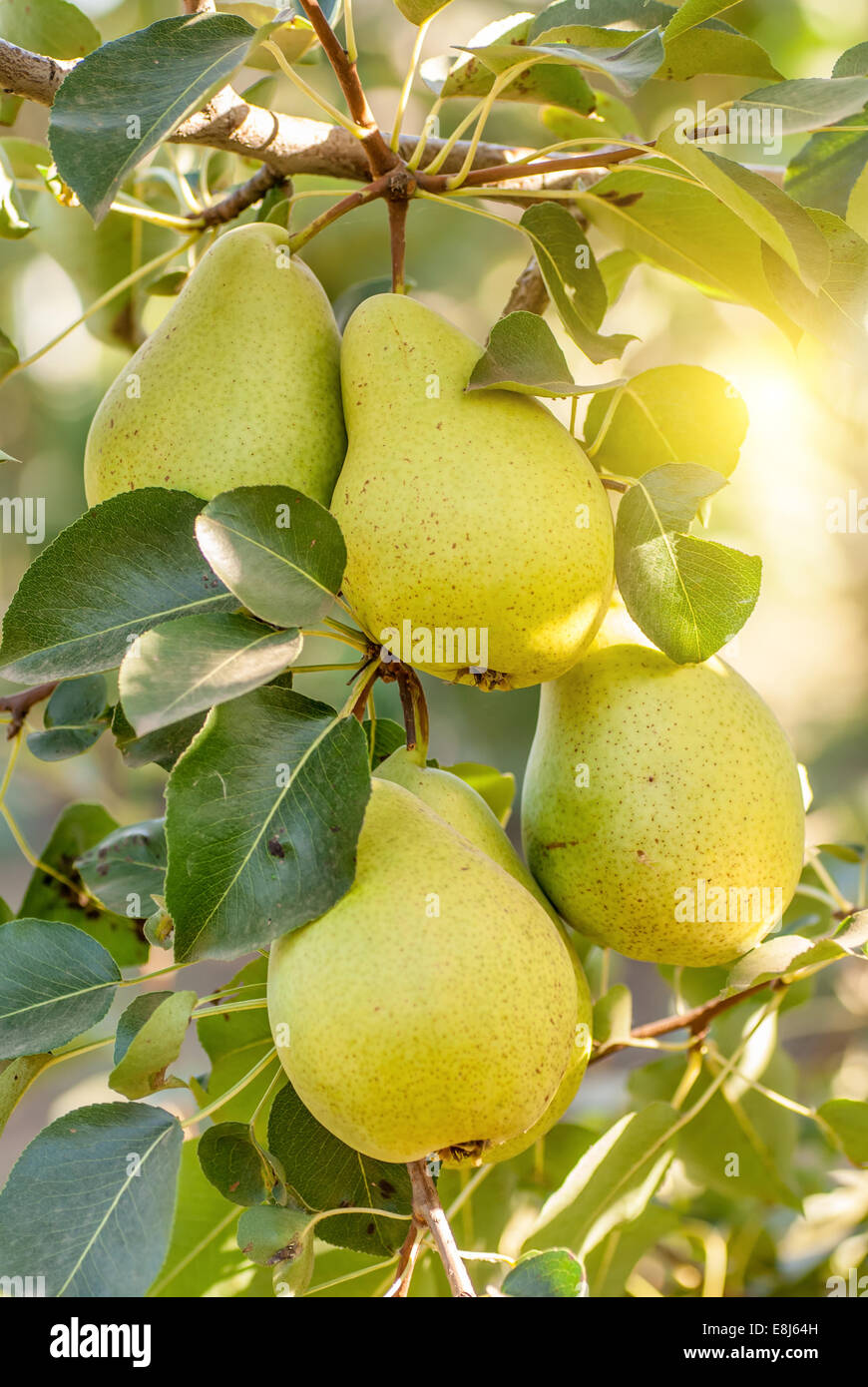 Poiriers chargés de fruits dans un verger dans le soleil Photo Stock ...