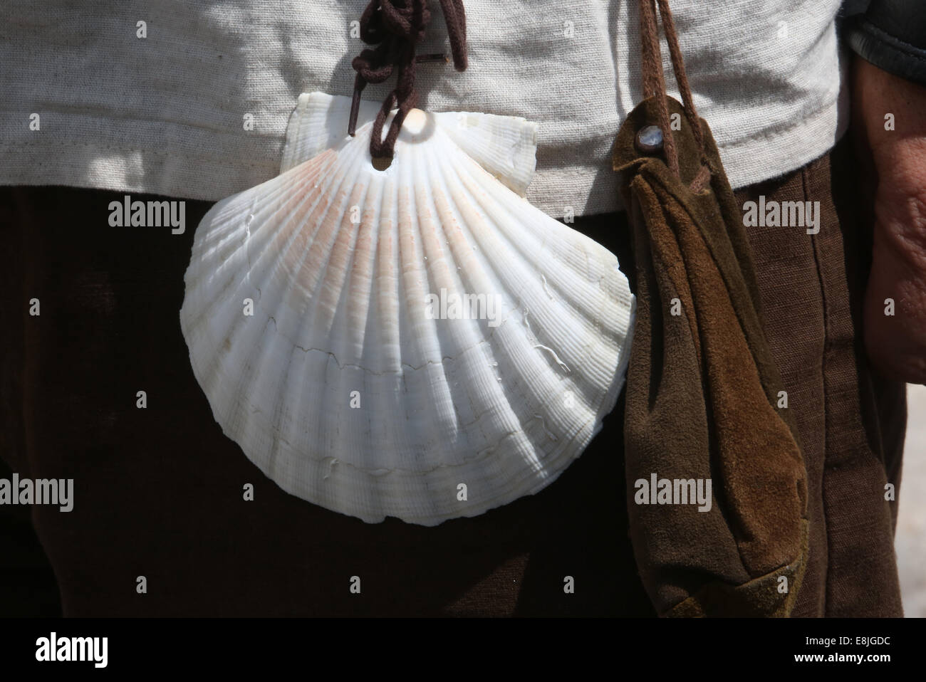 Saint jacques shell Banque de photographies et d’images à haute ...