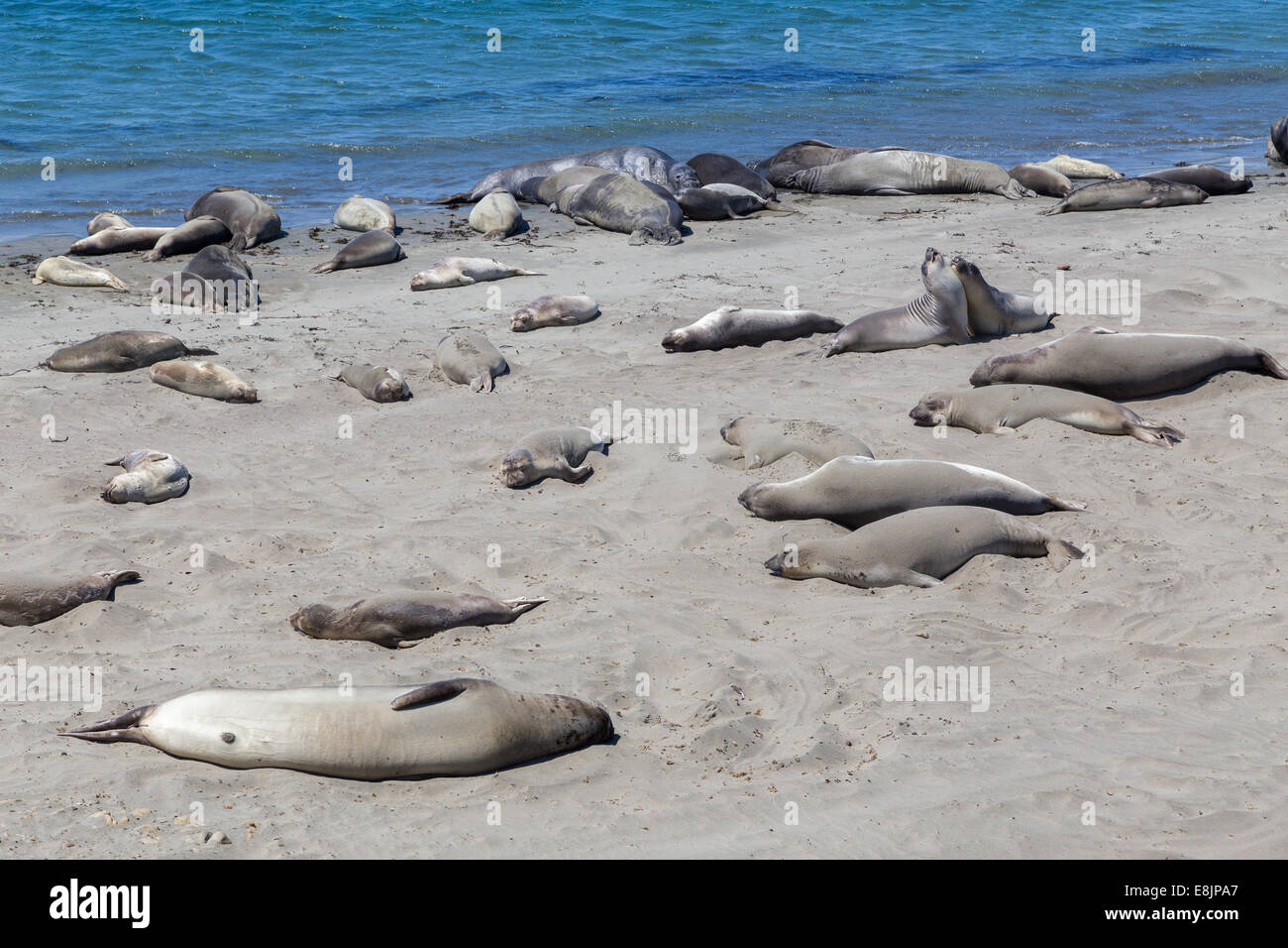 Phoque bronzer sur la plage Banque de photographies et d’images à haute ...