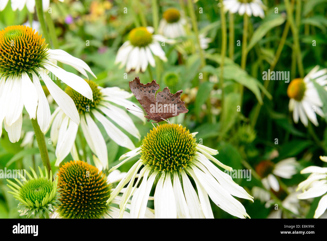 Virgule fleur Banque de photographies et d’images à haute résolution ...