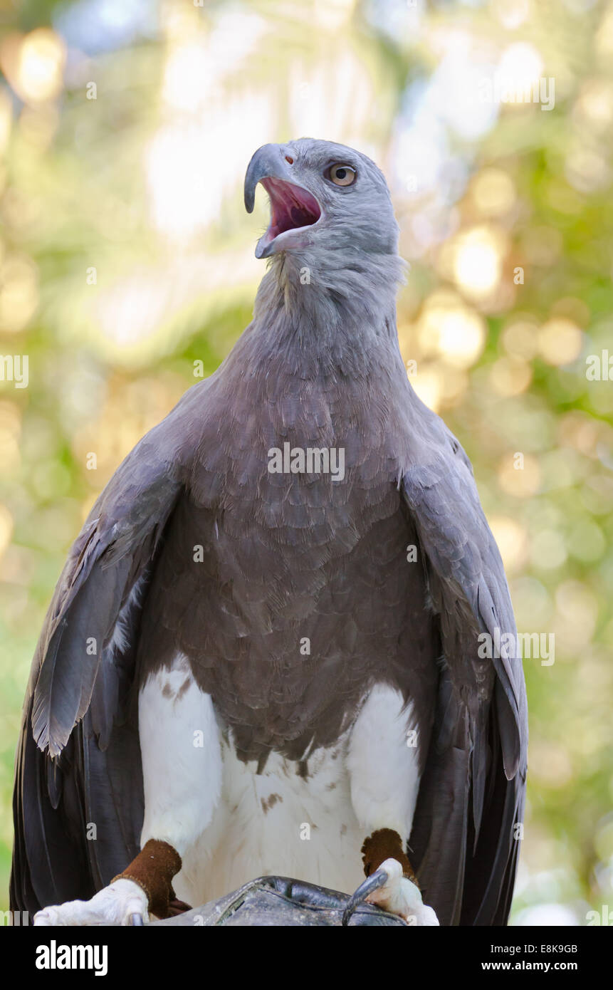 Oiseau chasseur de poisson Banque de photographies et d’images à haute ...