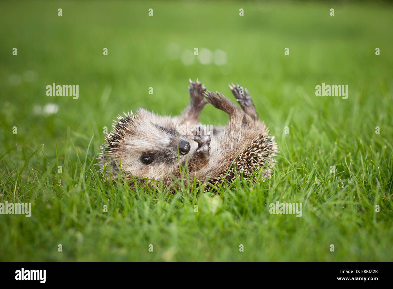 Jeune hérisson (Erinaceus europaeus) allongé sur le dos sur un pré ...