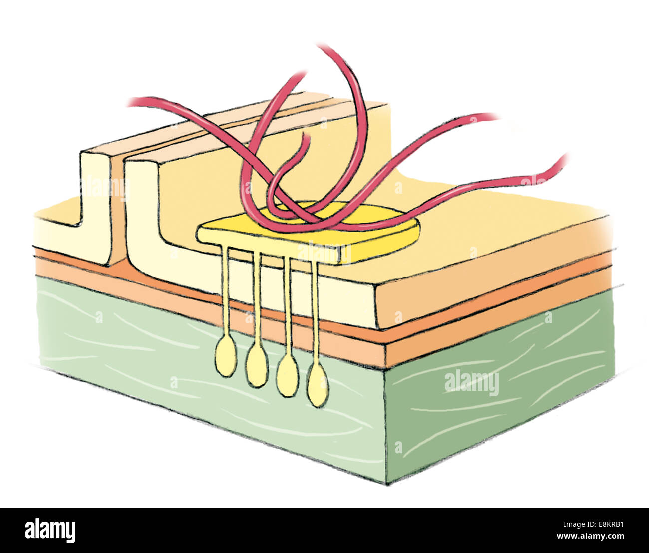 Cell junction : hemidesmosome Photo Stock - Alamy