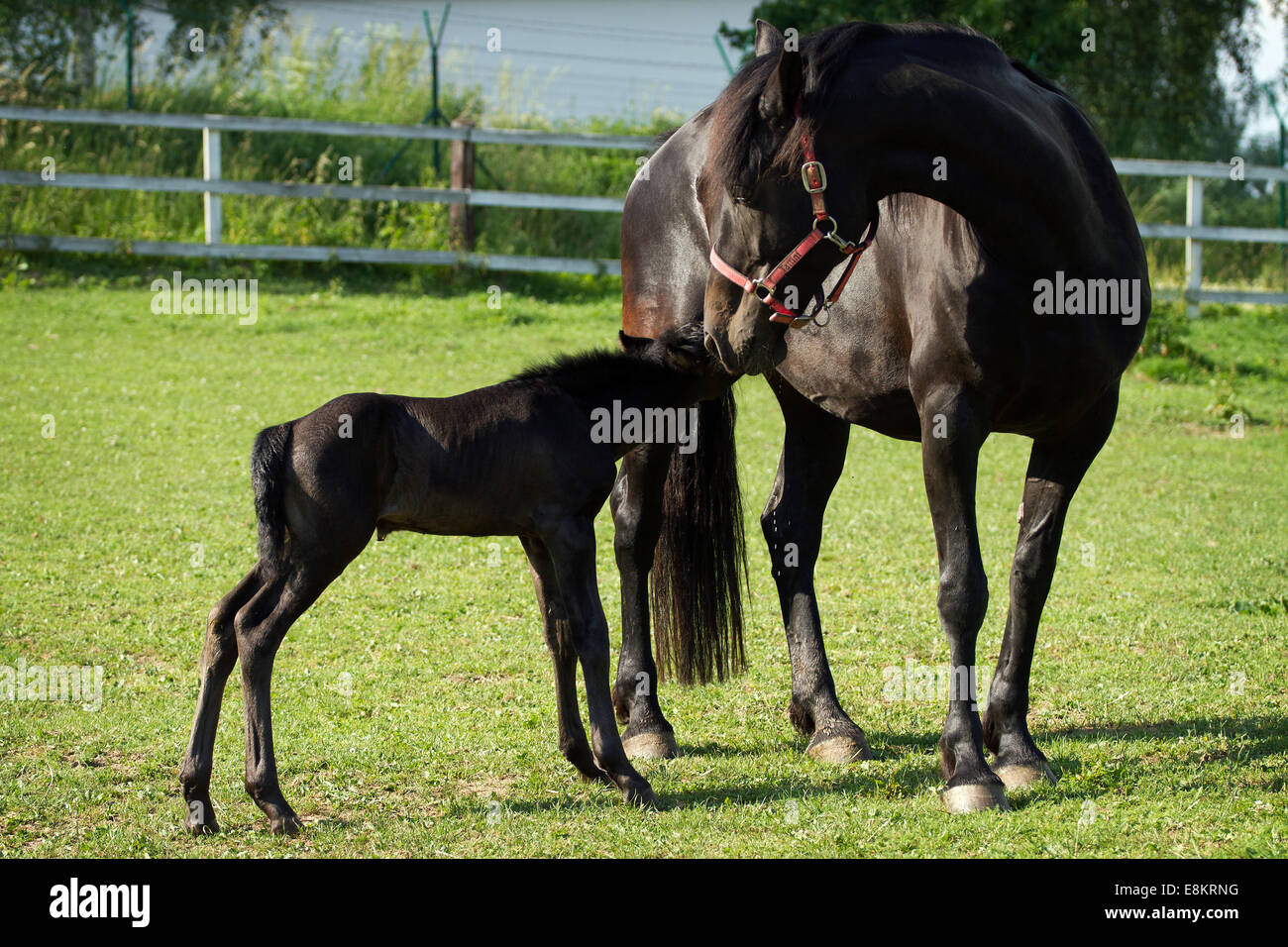 Cheval frison jument avec poulain Photo Stock - Alamy