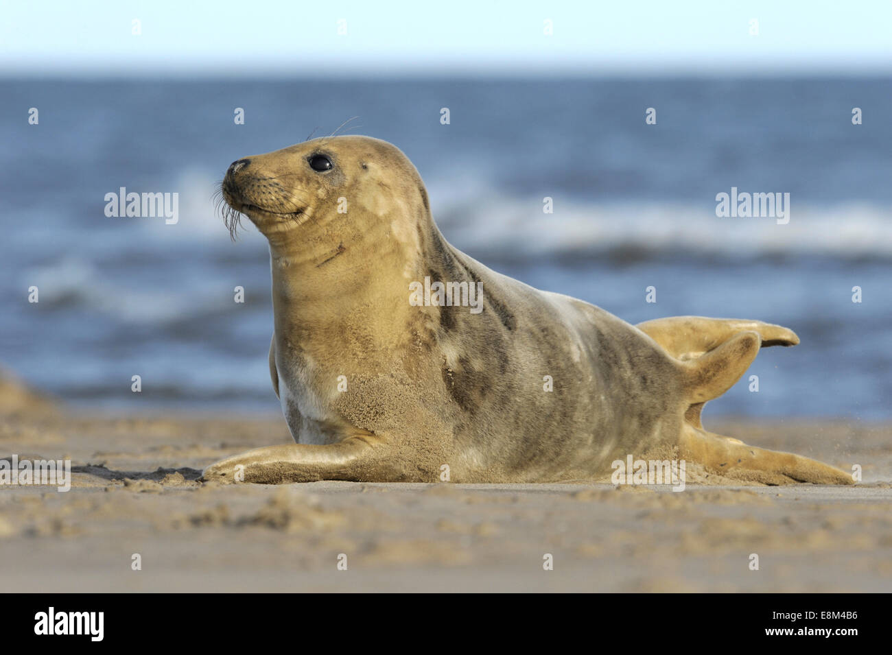 Halichoerus grypus Banque de photographies et d’images à haute ...