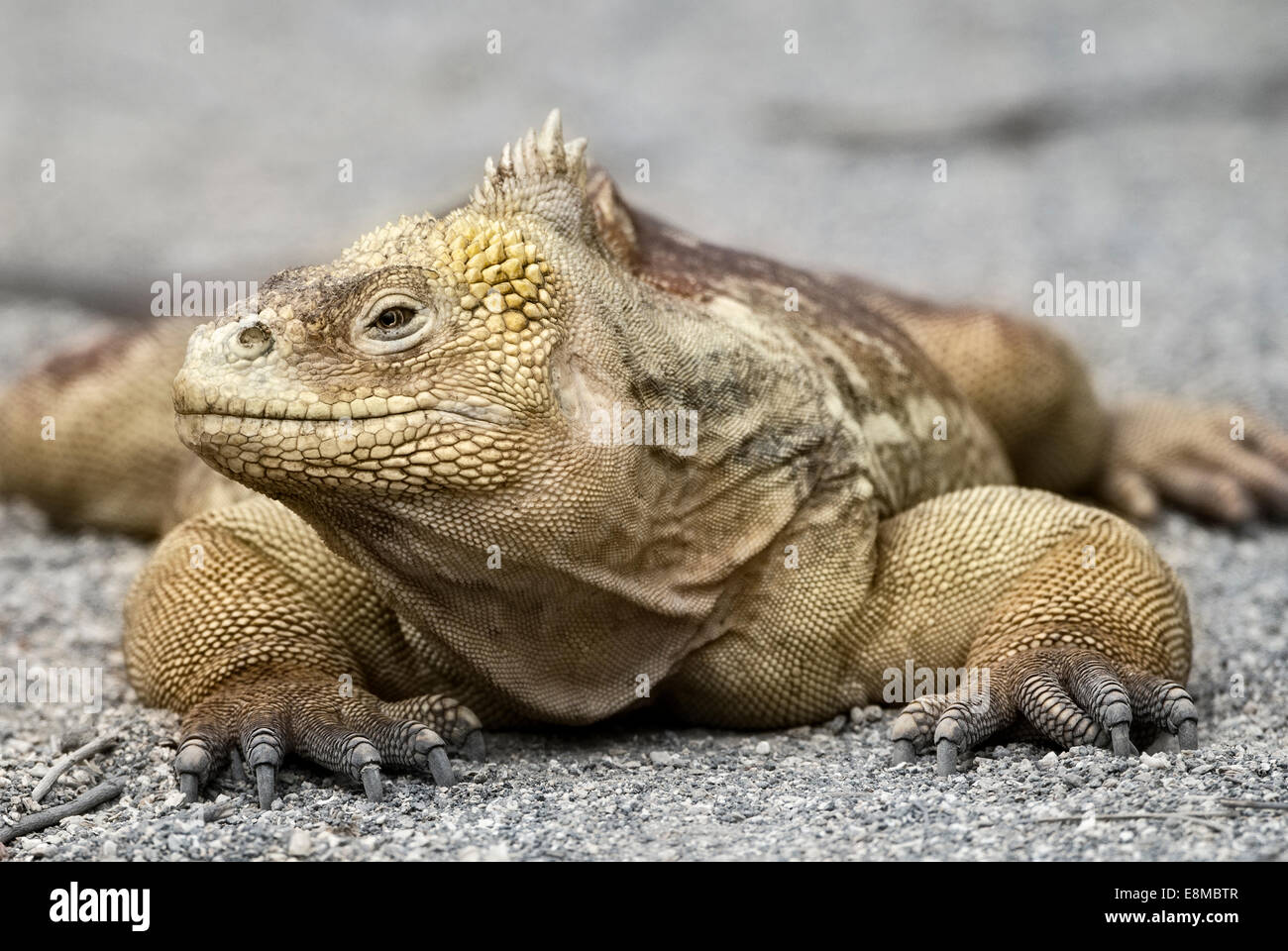 Iguane terrestre des Galapagos Amblyrhynchus cristatus albmarlensis ...