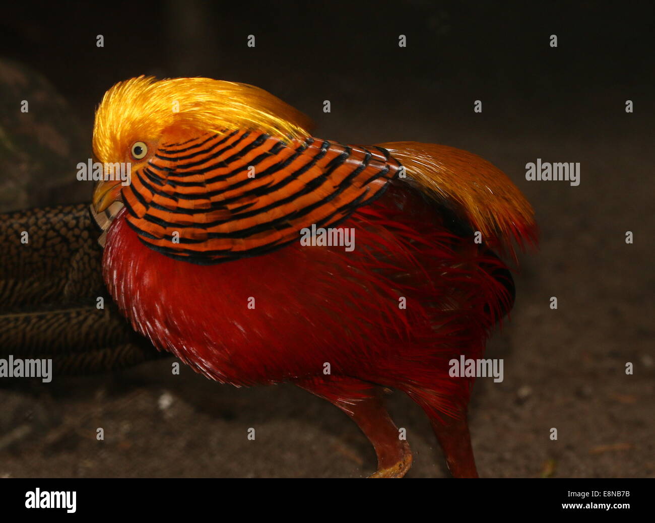 Plus gros plan de la tête d'un mâle Golden Pheasant ou faisan chinois ...