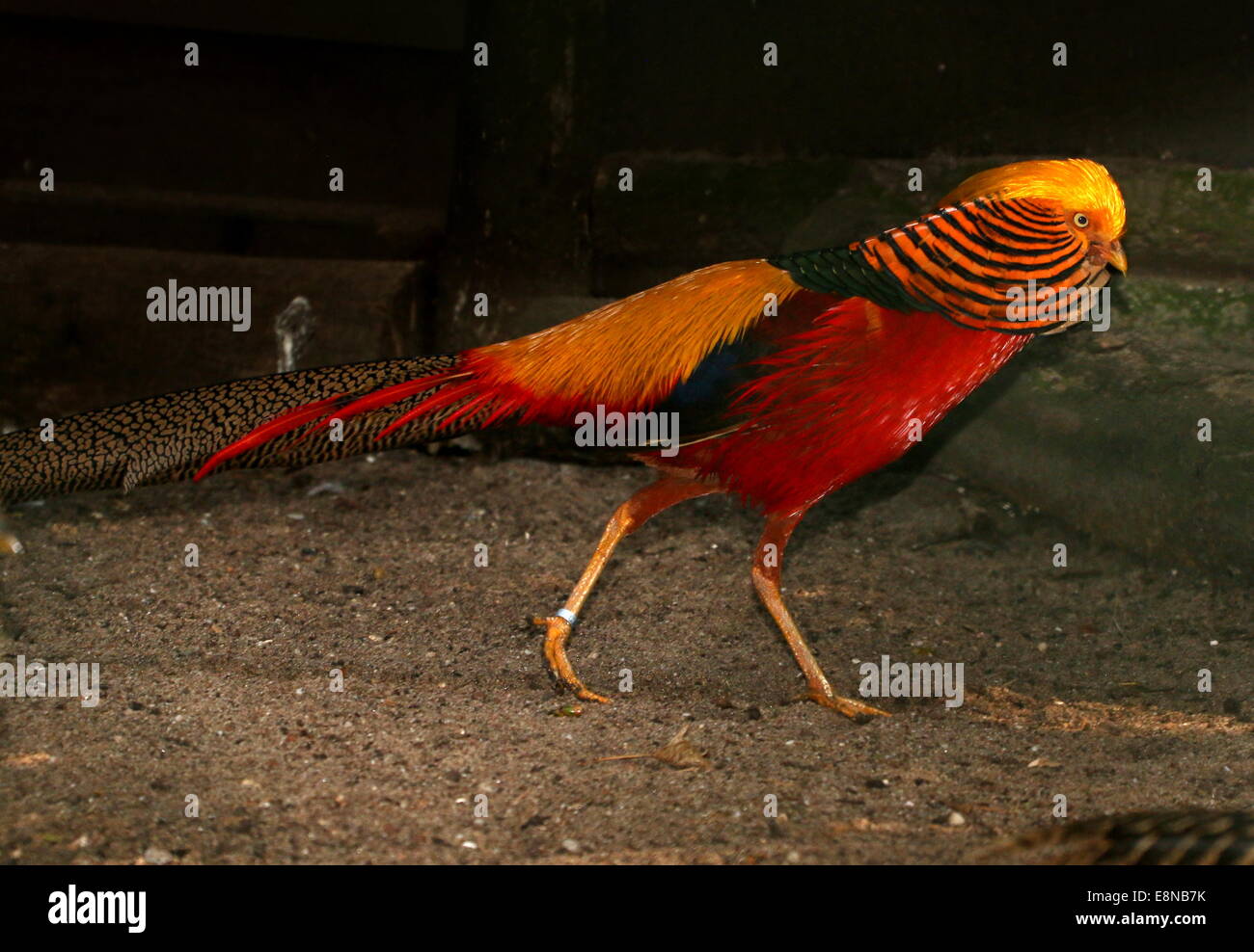 Mâle Golden Pheasant ou faisan chinois (Chrysolophus pictus) balade ...