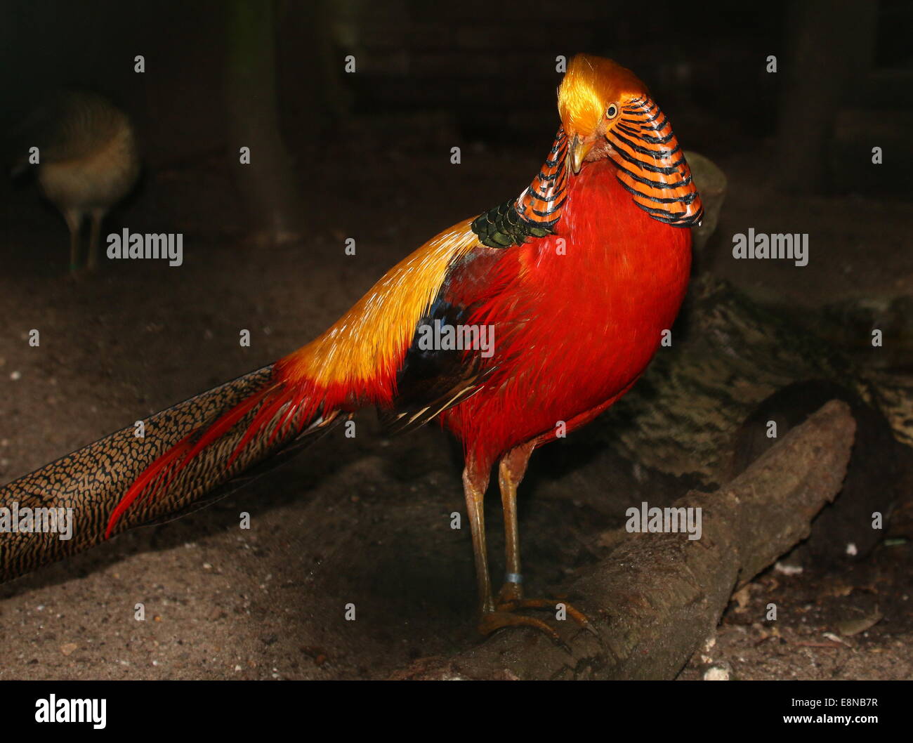 Mâle Golden Pheasant ou faisan chinois (Chrysolophus pictus Photo Stock ...