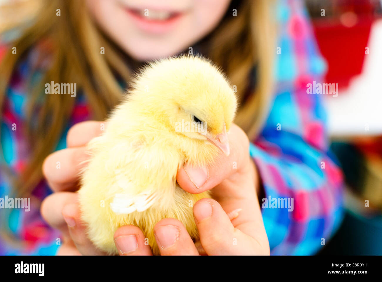 Un poussin jaune moelleux, était une grande attraction de la Foire de ...