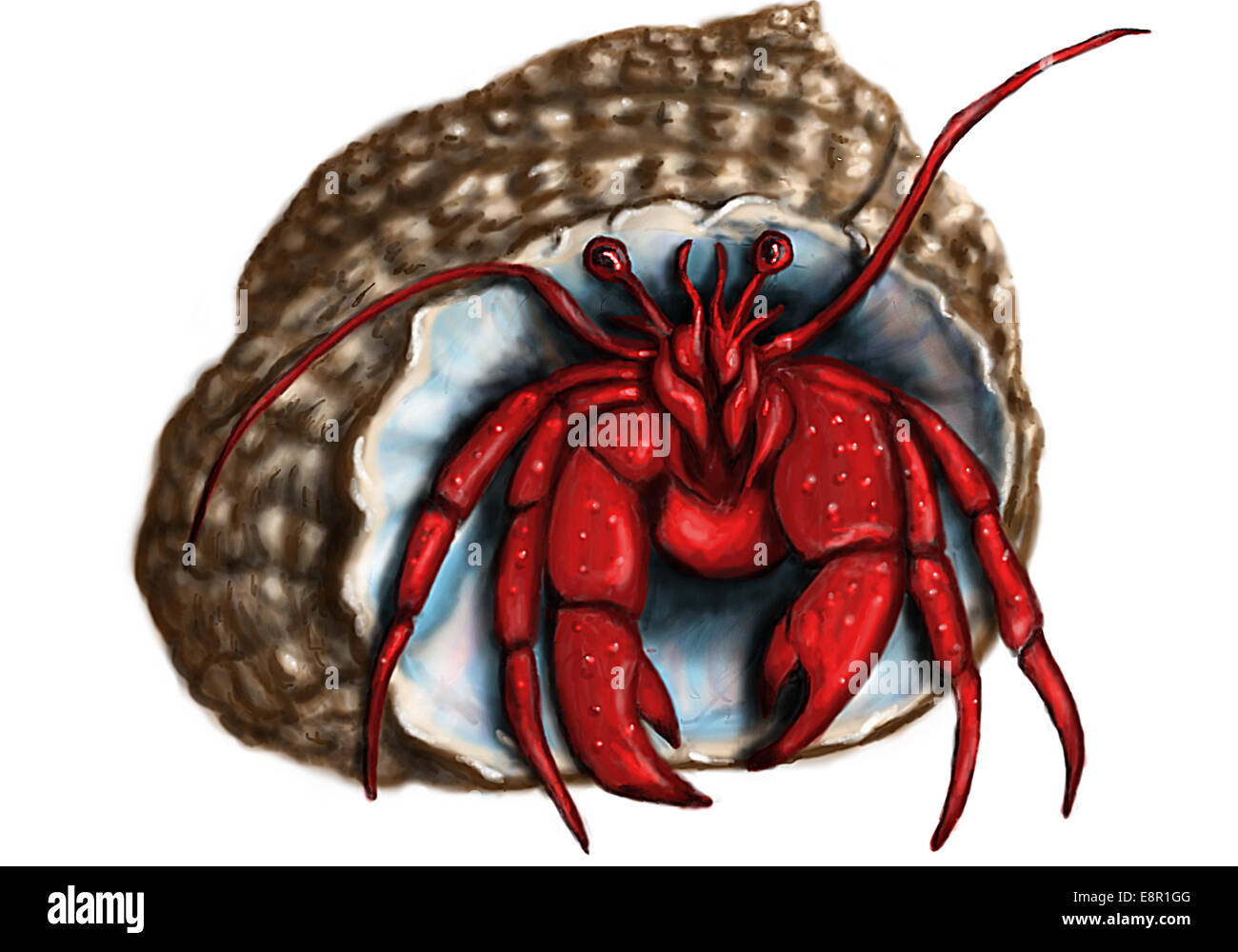 Coquille de bernard l'ermite Banque d'images détourées - Alamy