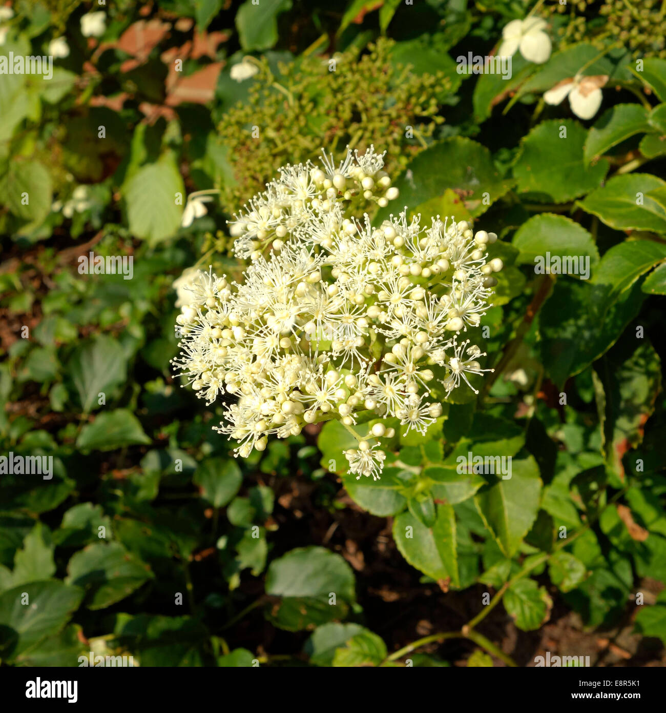 Sous-espèces d'Hydrangea anomala petiolaris, communément appelé l ...