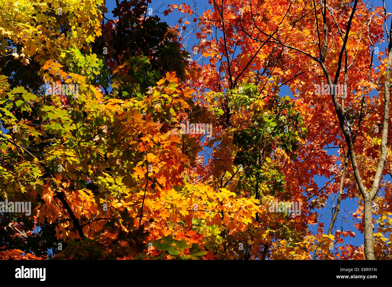 Arbre de l'érable de Norvège en plein automne couleurs.(Acer ...