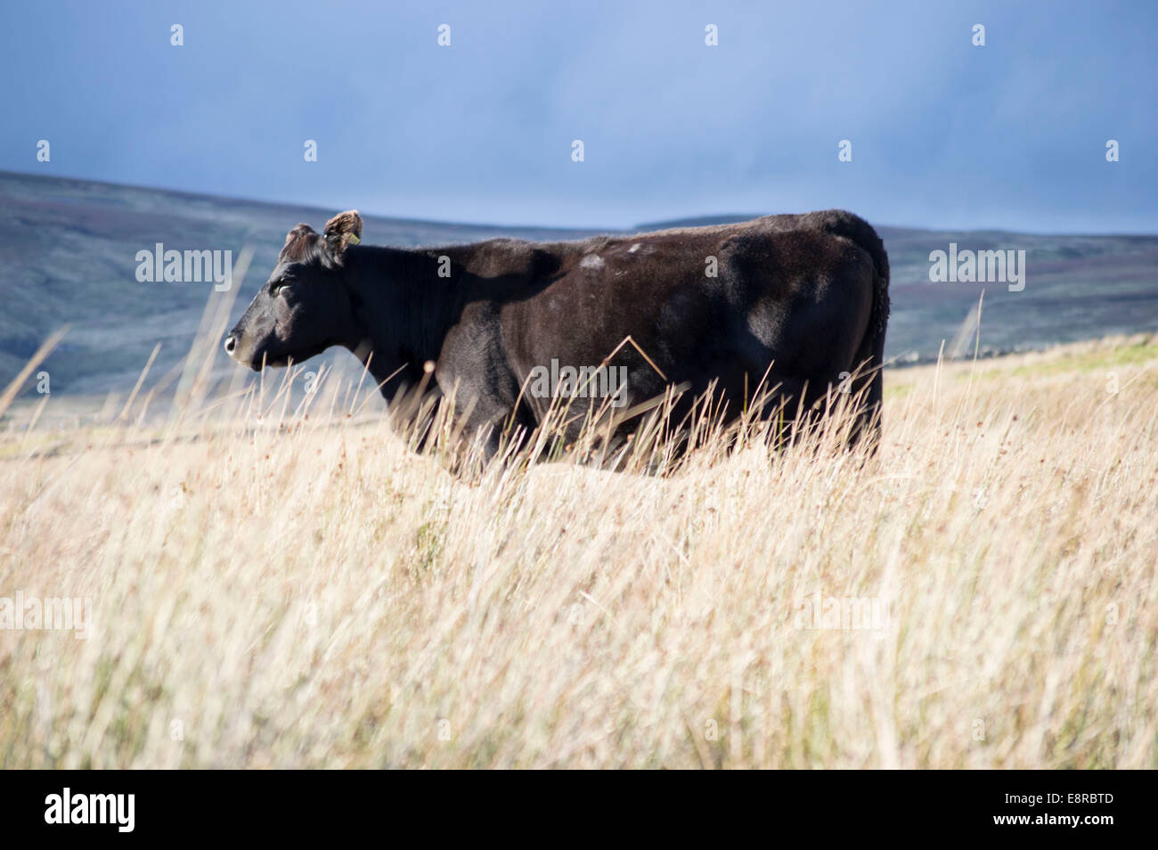 Vache angus Banque de photographies et d’images à haute résolution - Alamy