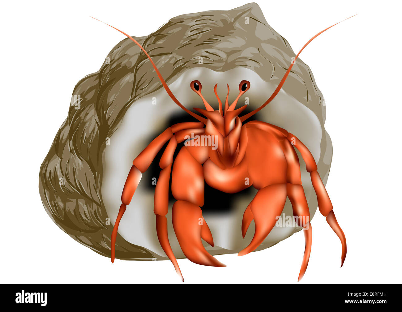 Coquille de bernard l'ermite Banque d'images détourées - Alamy