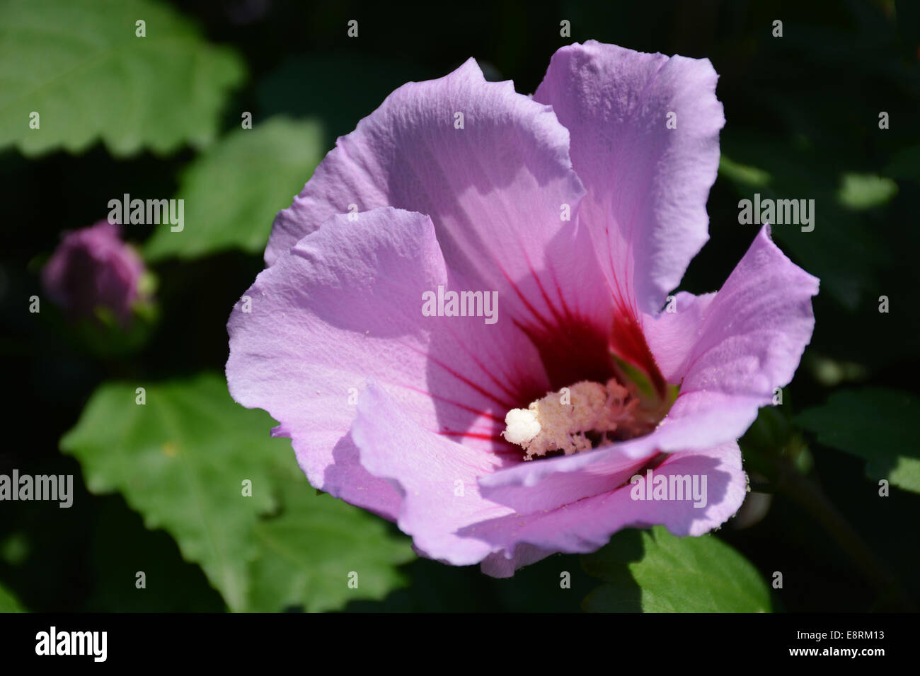 Rose de sharon en fleurs Banque de photographies et d’images à haute ...
