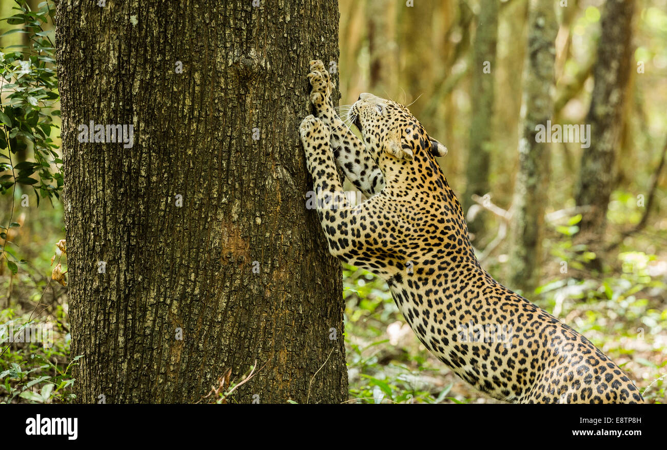 Leopard se lever sur ses pattes de rayer un arbre et aiguiser ses ...