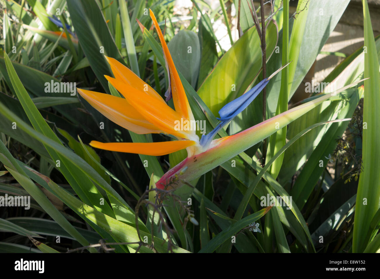 Oiseau de paradis strelitzia sp Banque de photographies et d’images à ...