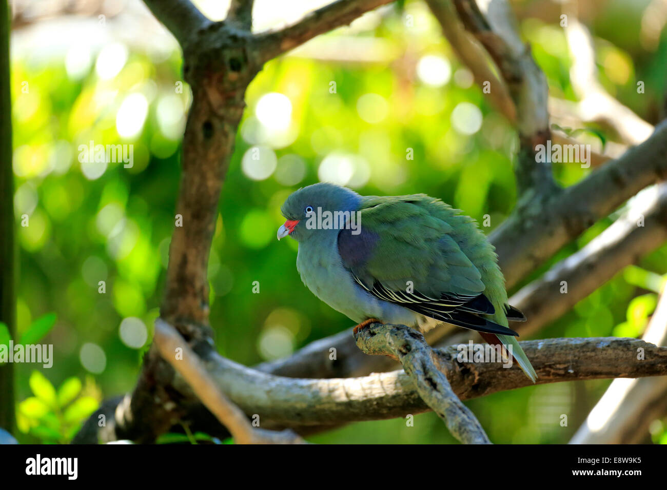 Pigeon Vert Banque d'image et photos - Alamy