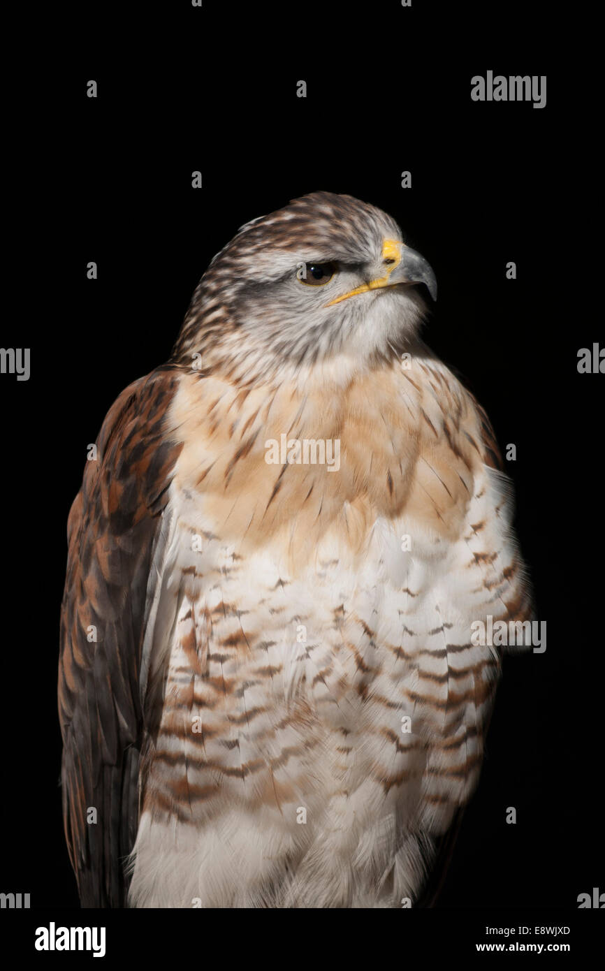 Falco alopex Banque de photographies et d’images à haute résolution - Alamy