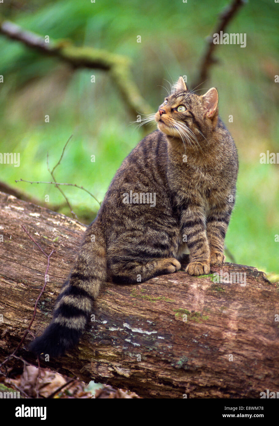 Felis silvestris Banque de photographies et d’images à haute résolution ...