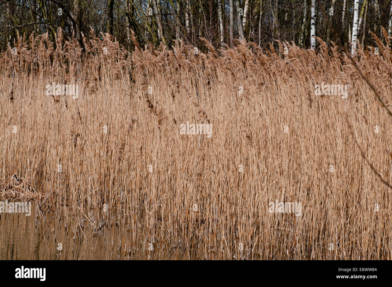 Silver birch seeds Banque de photographies et d’images à haute ...