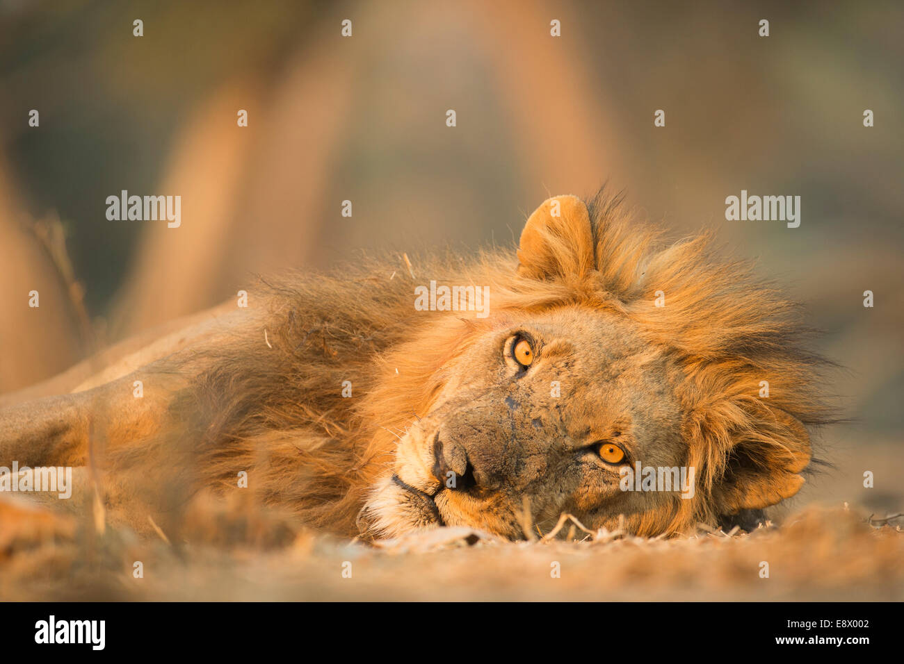 Lion regardant dans la caméra Banque de photographies et d’images à ...