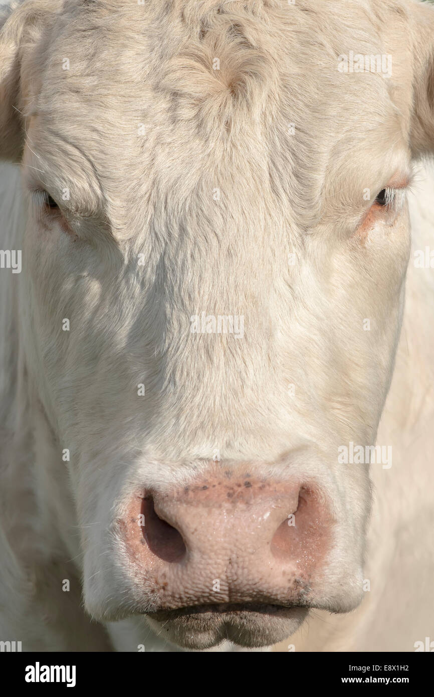 Visage de vaches Banque de photographies et d’images à haute résolution ...