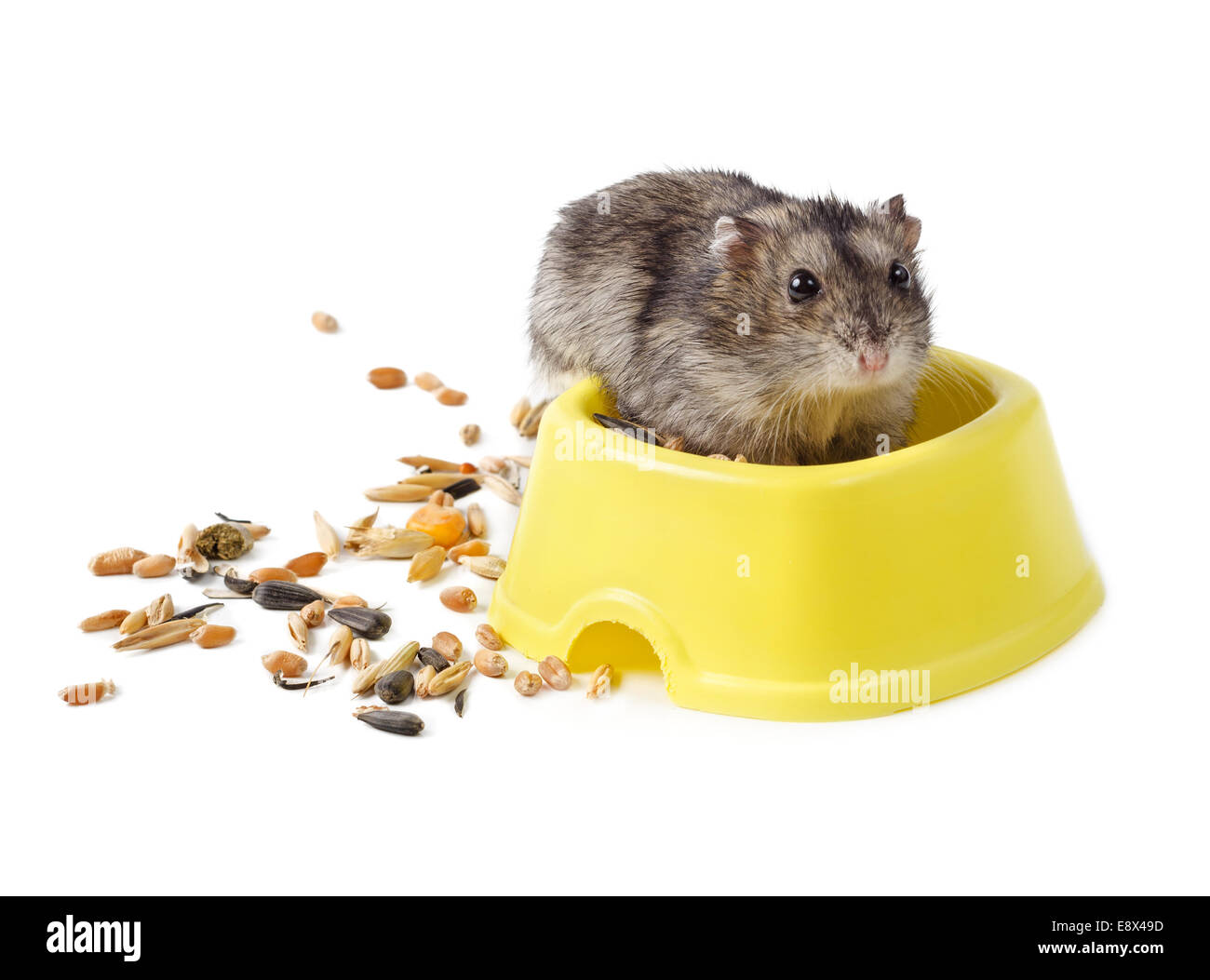 Hamster nain mangeant de bol jaune isolé sur fond blanc Photo Stock - Alamy