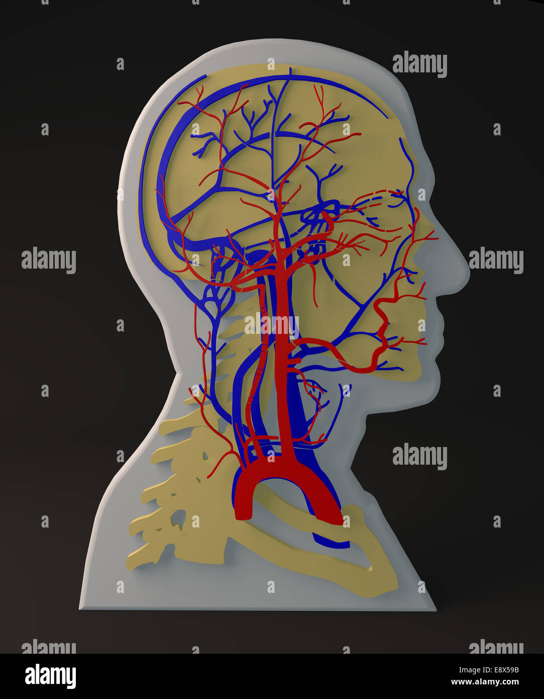 L'anatomie humaine, la structure de la tête Photo Stock - Alamy
