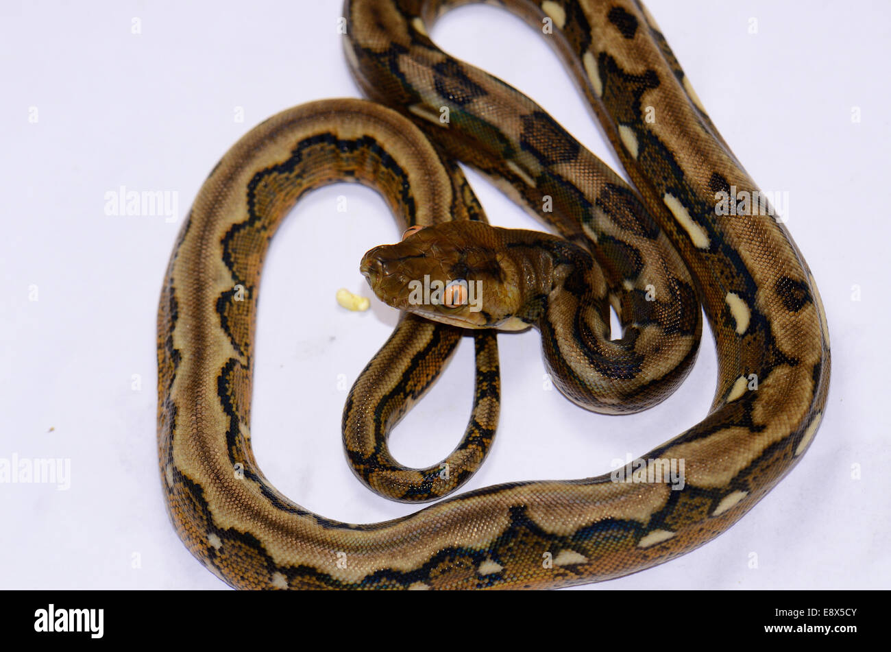 Pythons vivants Banque de photographies et d’images à haute résolution ...